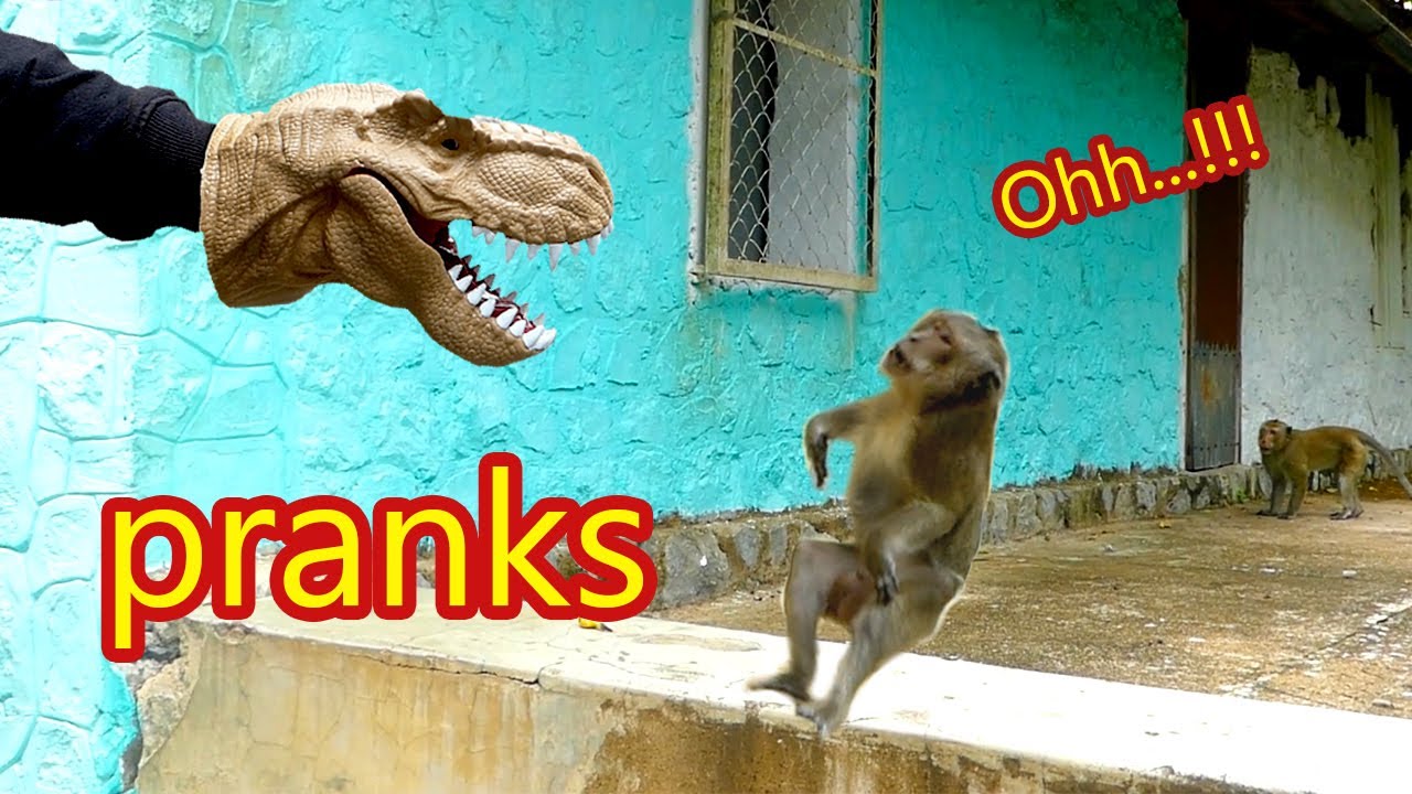 Fake Dinosaur Head Prank Very Funny. - YouTube