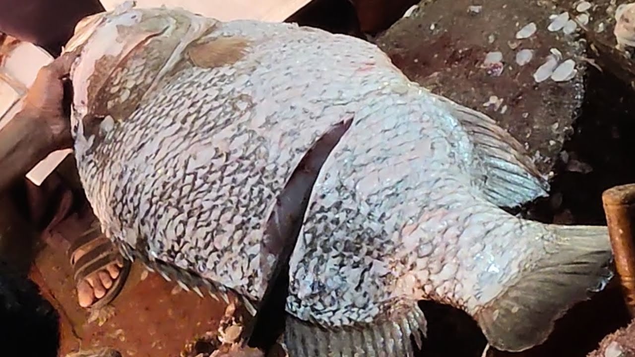 How to Cutting & Chopping By a Giant Tripletail Fish in Fish Market ...