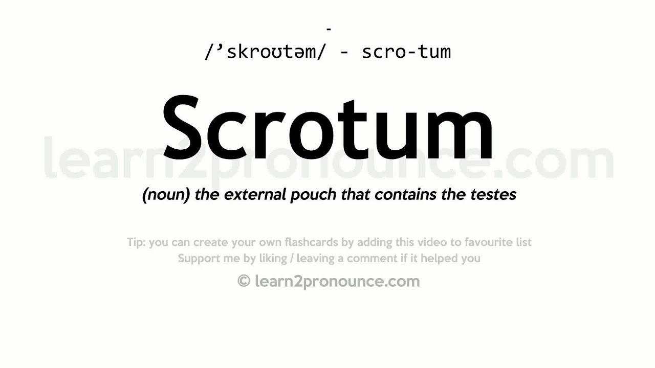 Scrotum pronunciation and definition - YouTube