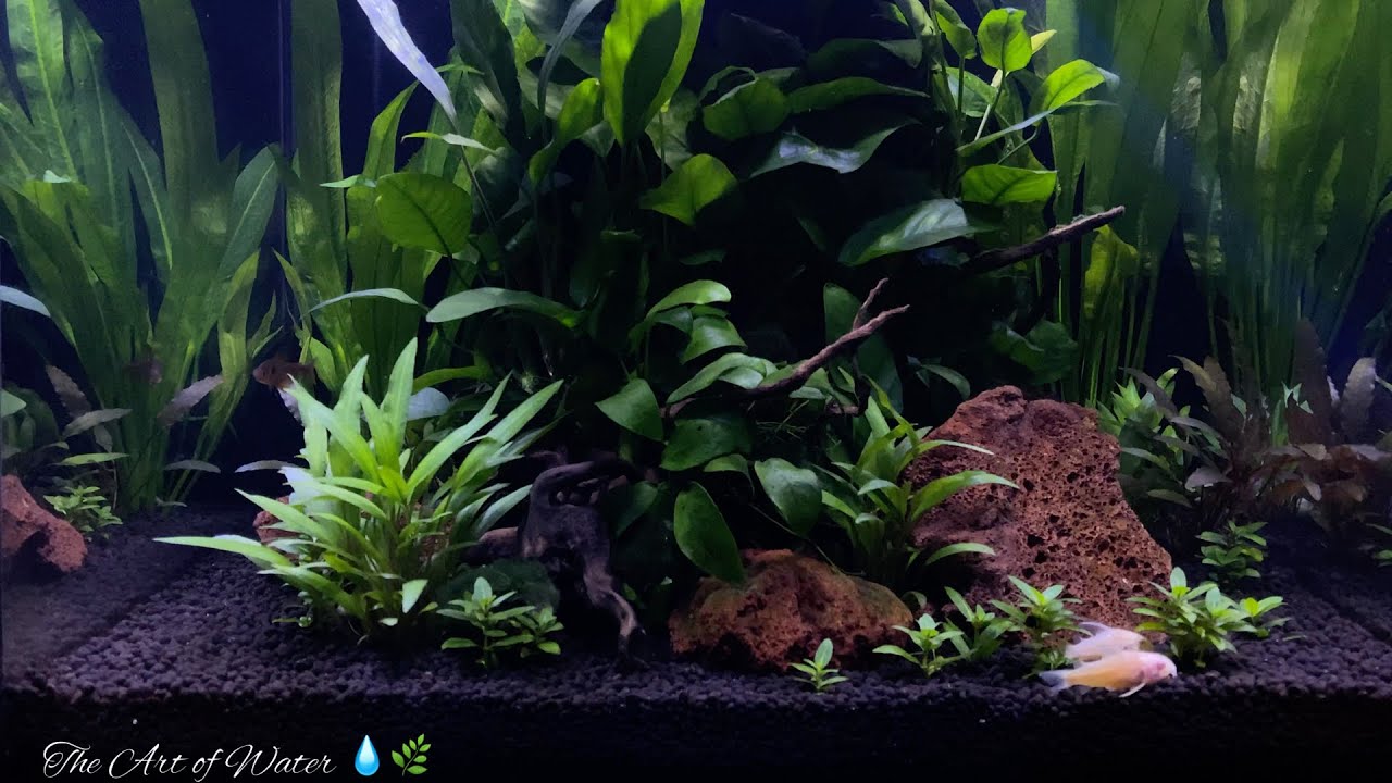 How Healthy Is Your Aquarium?/Tips On Maintaining A "HEALTHY" Fish Tank ...