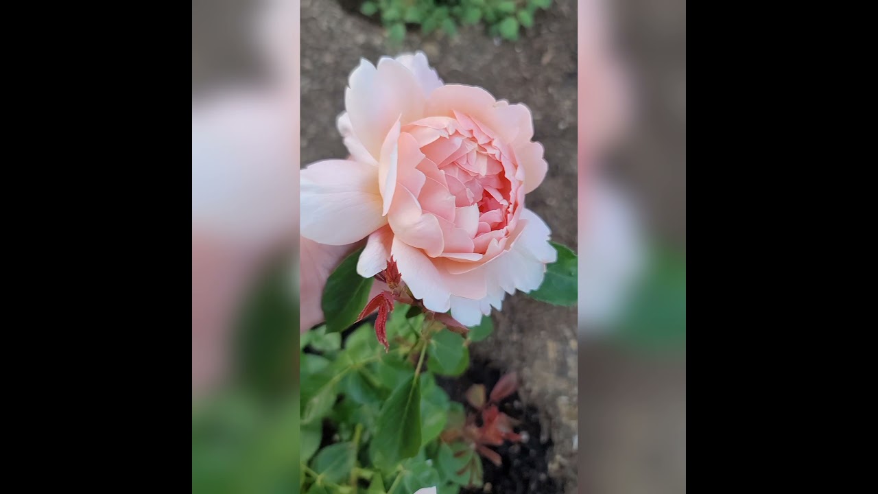 Carding Mill rose | by David Austin - YouTube