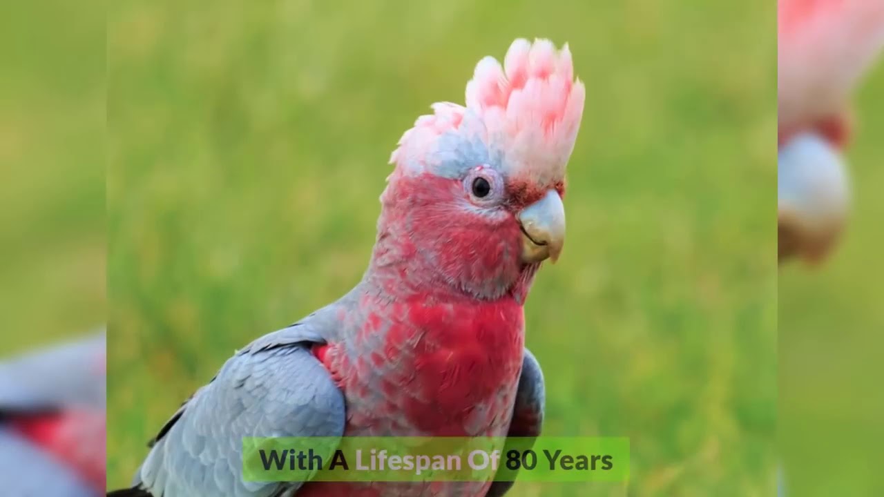 Beautiful Cockatoo 10 - YouTube