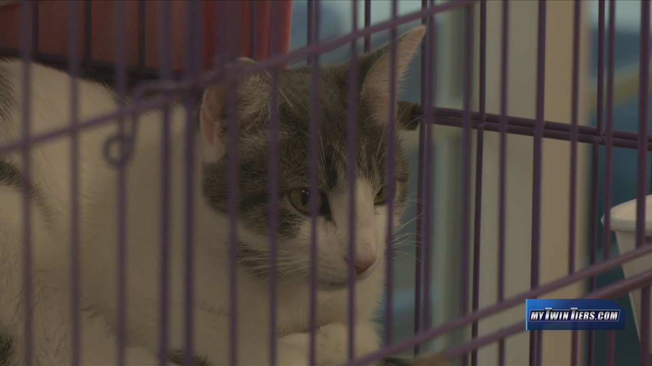 Humane Society of Schuyler County participates in Empty the Shelters ...