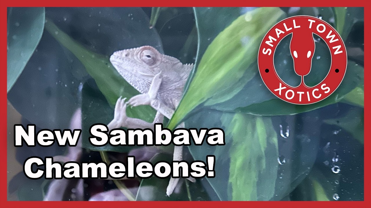 New Panther Chameleons! Stunning Sambava's from Frams Chams - YouTube