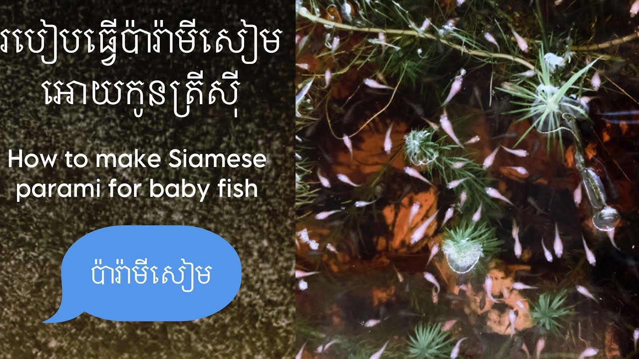 របៀបធ្វើប៉ារ៉ាមីសៀម អោយកូនត្រីស៉ី -How to make Siamese parami for baby ...
