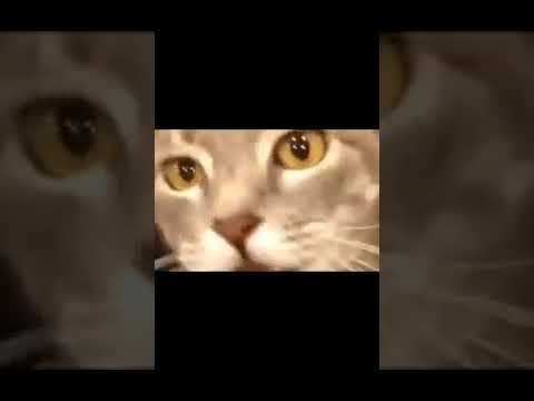 Harun məmmədov dublyaj heyvanların iç səsi