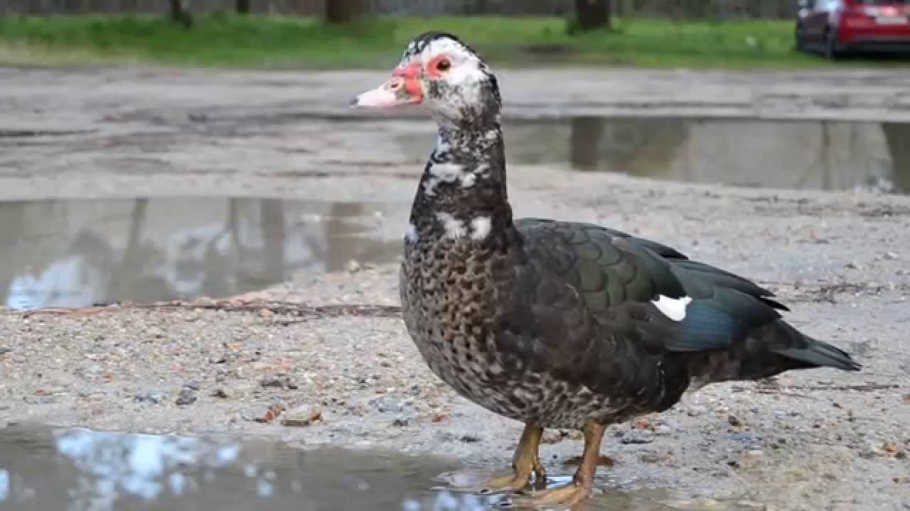 Pato do mato (Cairina moschata) - YouTube