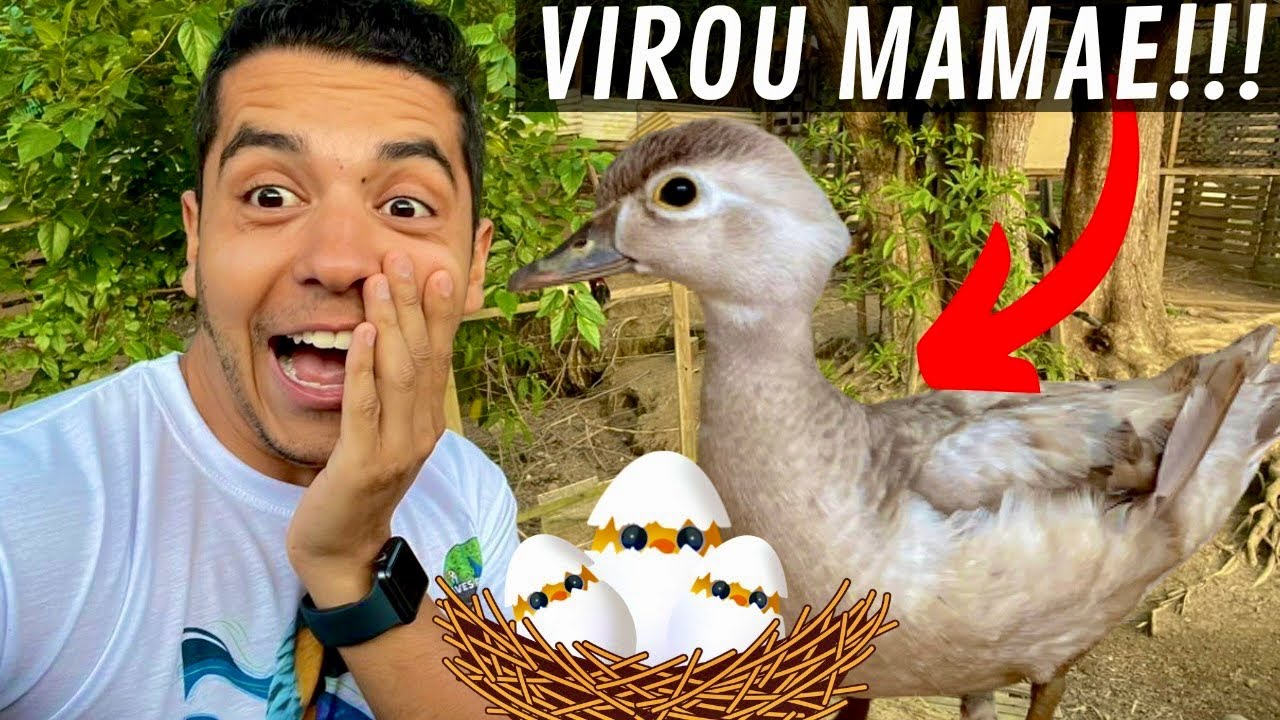 Primeiros cuidados com filhote de marreco Carolina | Aves Recriar - YouTube
