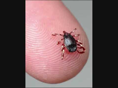 KENE TEZAHURATI .FENERBAHÇE