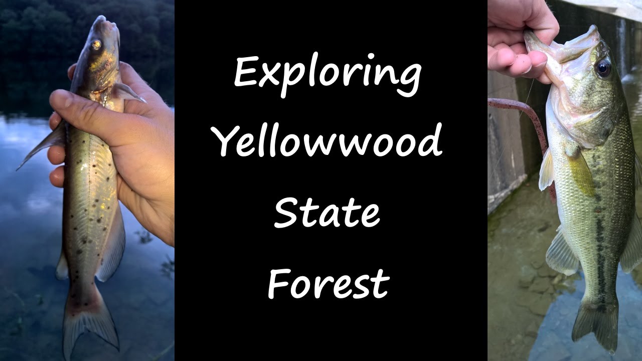 Exploring Yellowwood State Forest - YouTube