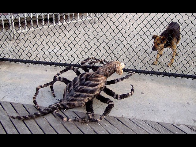 Man Eating Spider Dog