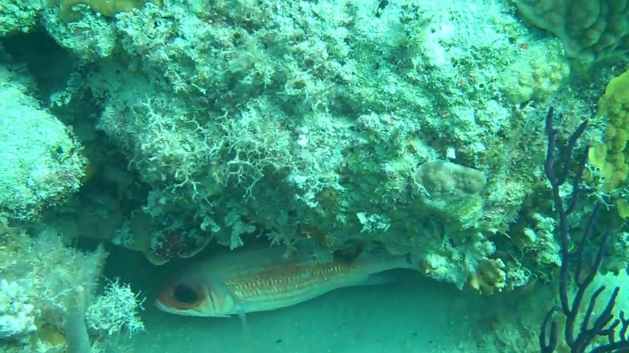 Snorkeling at Brewers Bay, Tortola and Athol Island Nassau, Bahamas ...