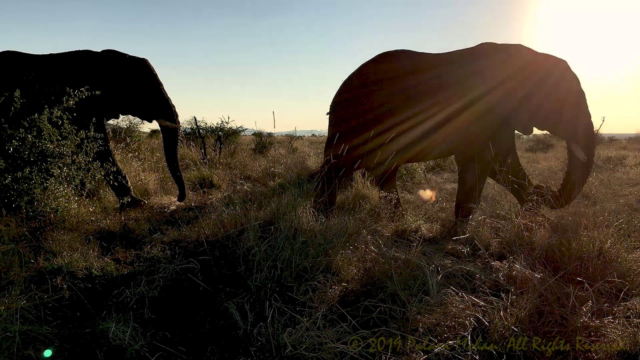 Two elephants cross in front of us - YouTube
