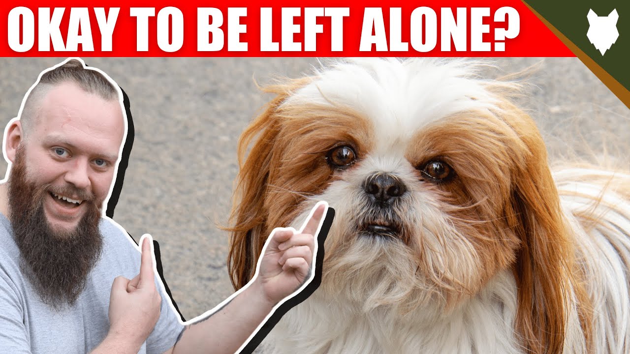 Can Shih Tzus Be Left Alone