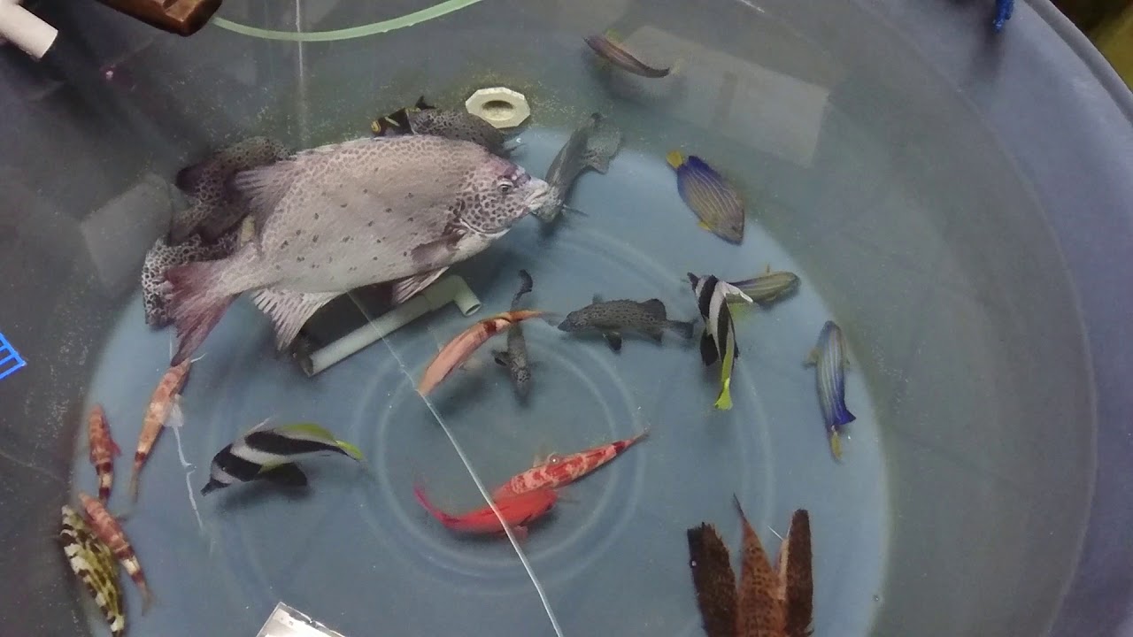 Oplegnathus punctatus - YouTube