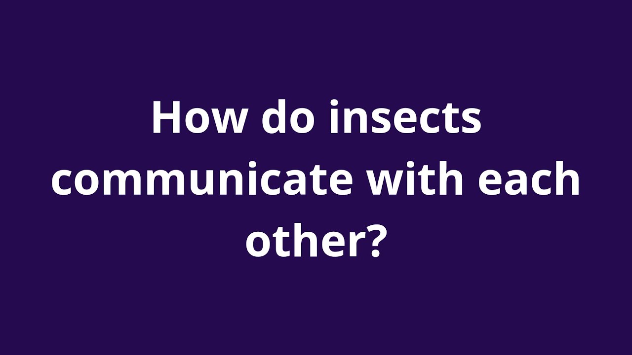 How do insects communicate with each other? - YouTube