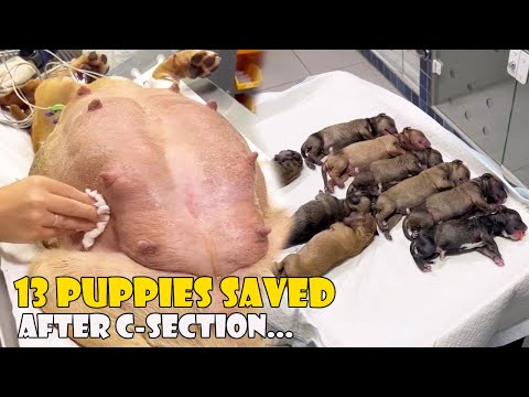 Poor Pregnant Dog Was Left Behind the Move - Her Belly is Huge and She Needs Emergency C-Section