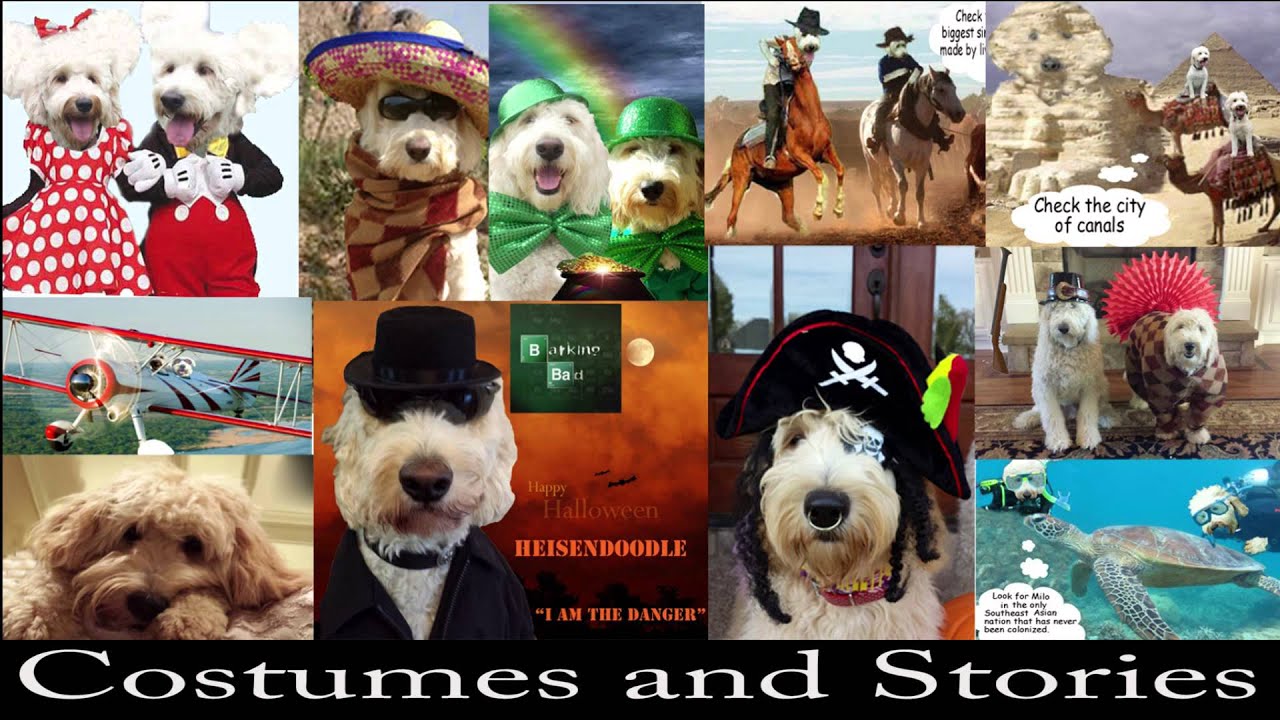 Rhett Barkley World Famous Goldendoodle Channel Trailer - YouTube