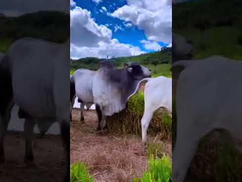 cow mating #2023