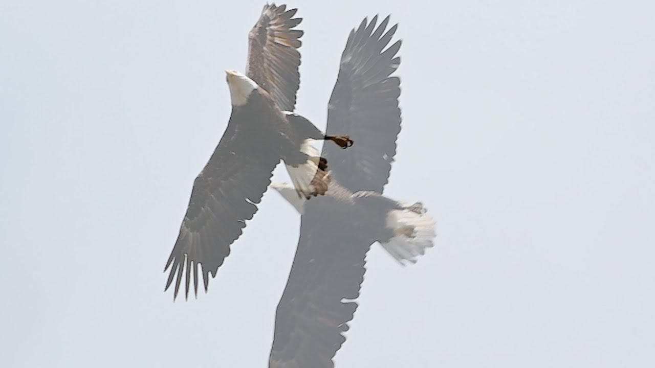 SWFL Eagles- Rogue Eagle 23-3 Coming In Hot 😳🫶 ️🦅! Side by Side Size ...