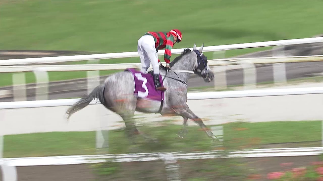 Colonial Chief Stakes 2020 (Super Dynasty) - YouTube