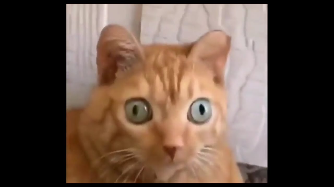 STINKY MEME COMPILATION #1 - YouTube