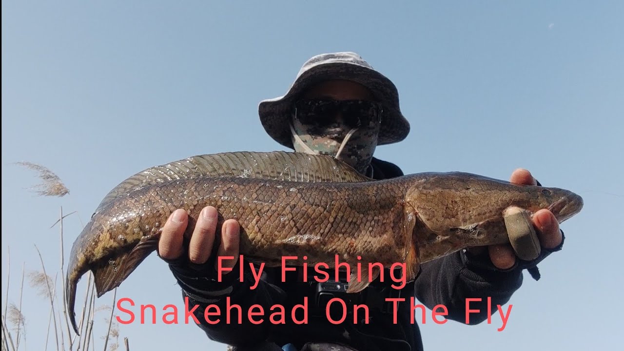 Fly Fishing - Snakehead On The Fly 가물치 플라이낚시 - YouTube