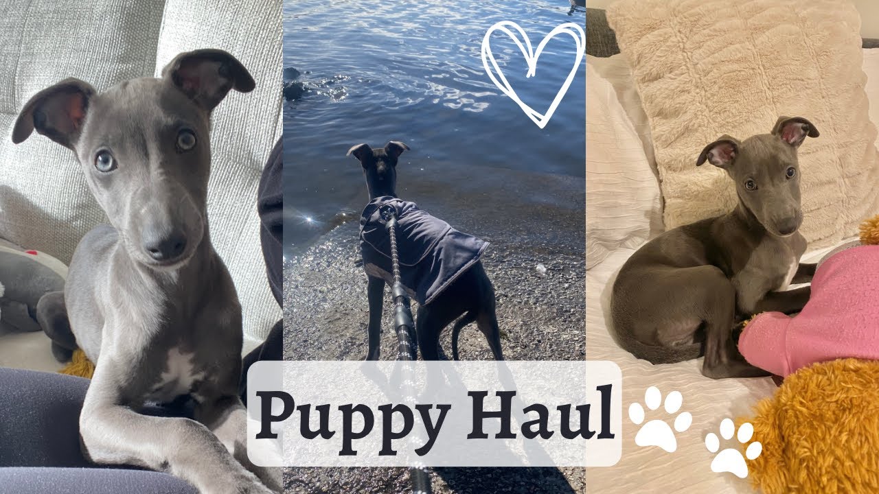 NEW PUPPY HAUL + TIPS & ESSENTIALS | WHIPPET PUPPY - YouTube