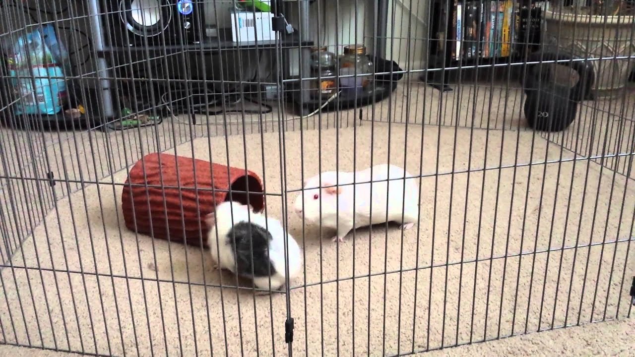 Crazy popcorning Guinea Pigs - YouTube