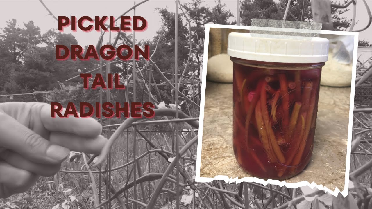 Pickled Radishes - Dragons Tail That Is! - YouTube