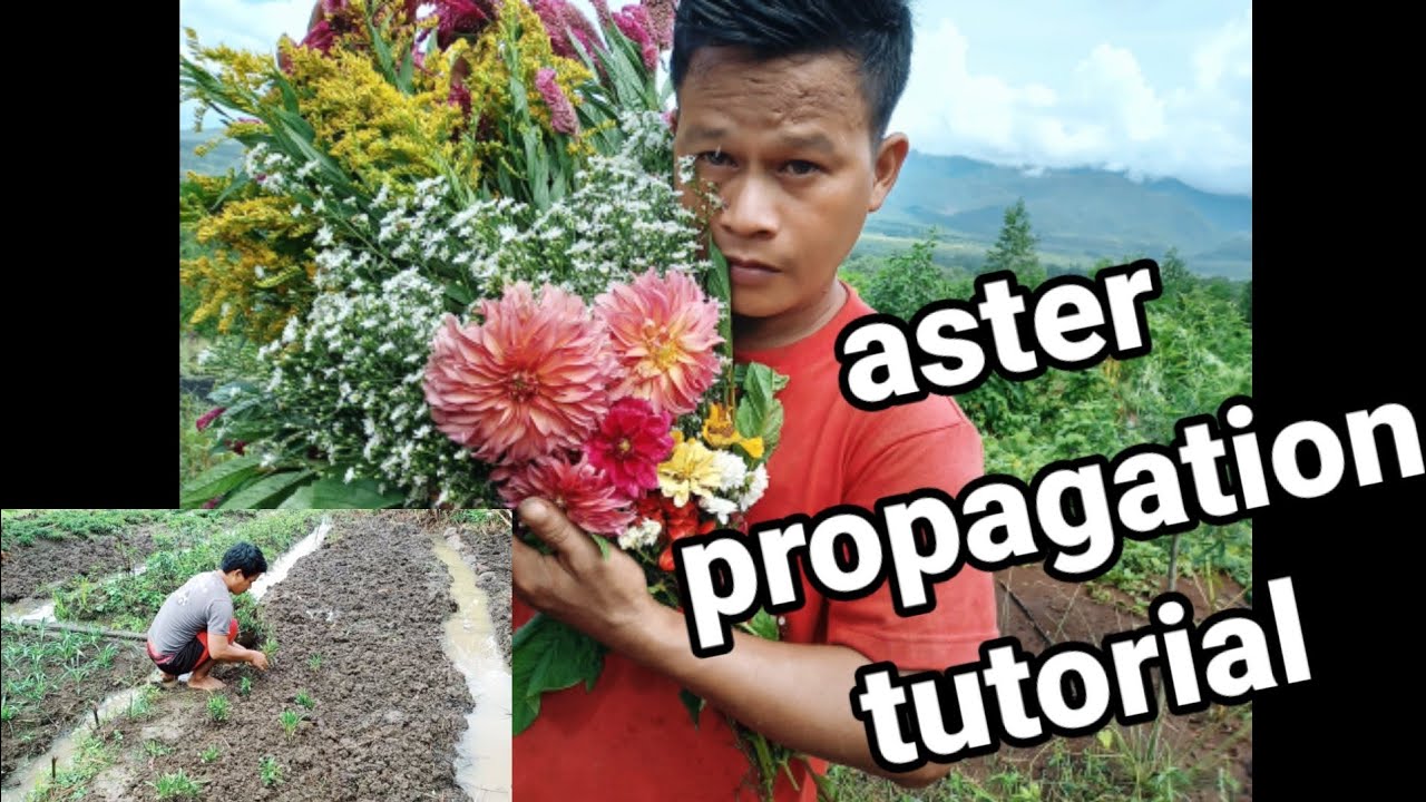 aster propagation tutorial step by step - YouTube