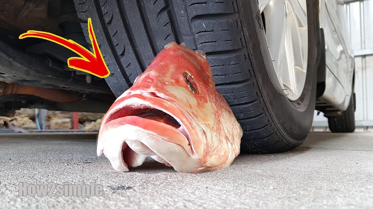 "Car vs Giant Fish Head" experiment 16 + Slowmo" ASMR: 车vs大鱼头 - YouTube