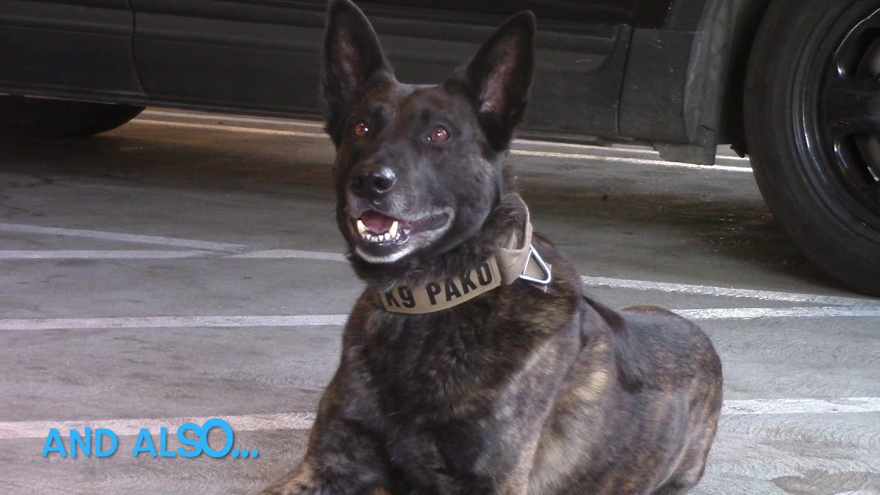 Dutch Shepherd Police