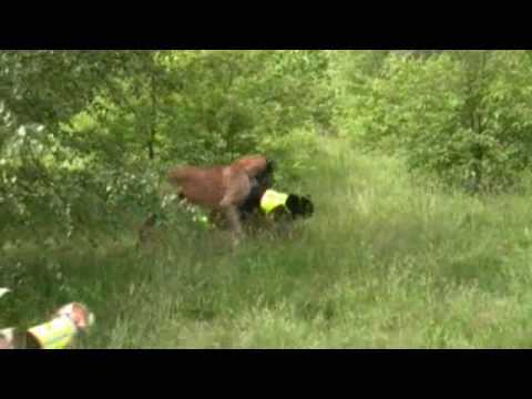 Great Dane in the middle of the week