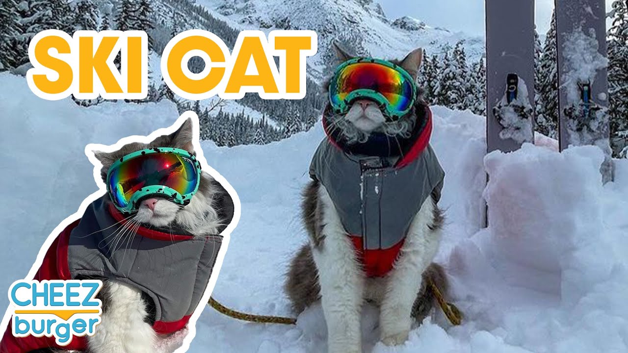 This Adventure Cat Has His Own Ski Pass - YouTube
