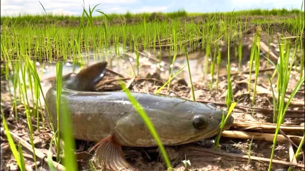 WOW Amazing Fishing! Catch more fish in the light green fields by hand ...