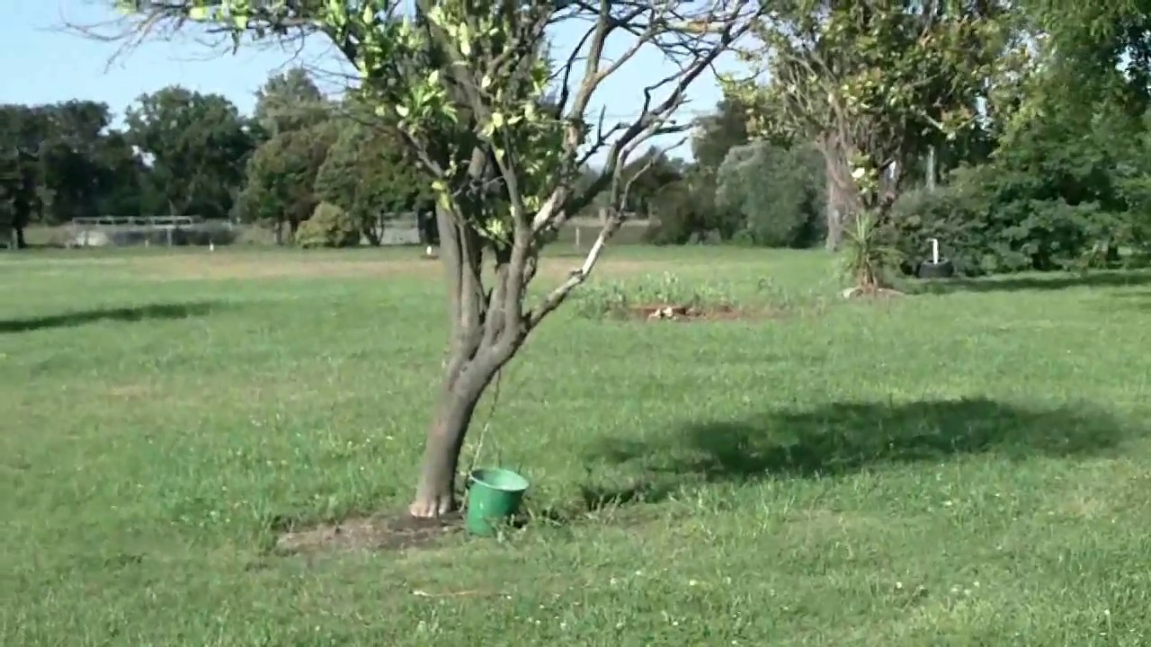 749. half dead Lemon tree in "Red Zone" Christchurch NZ. HDV 0394 - YouTube