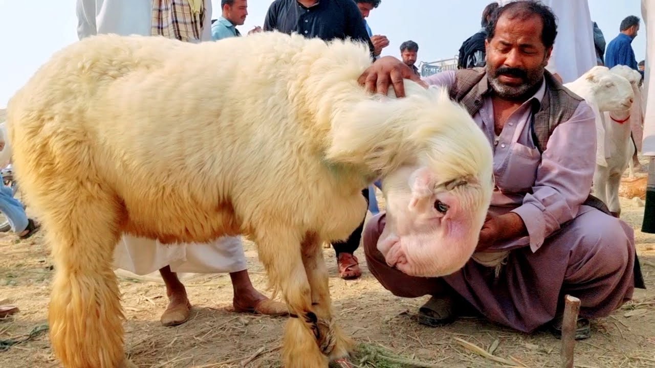 Mundra Chatra Bakra Mandi2021 Dera Ghazi Khan bilkul munasib kimat ...