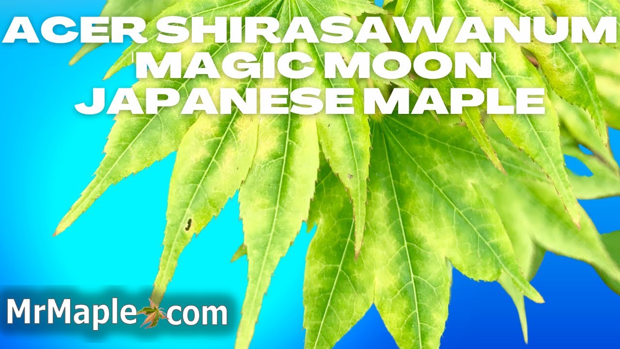 Acer shirasawanum 'Magic Moon' | Full Moon Japanese Maple | MrMaple ...