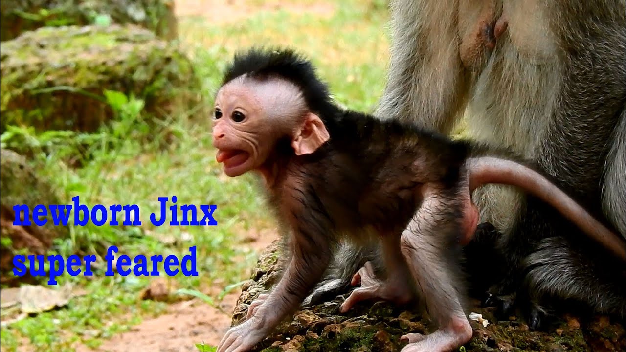 Aha, Sweetie newly baby Jinx so feared learning walking around mom ...