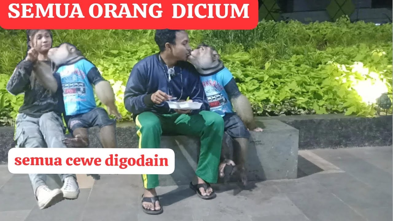 Ajak Monyet Beruk Bastian makan pancong di GOR Bekasi! Bastian genit semua cewe di rayu! - YouTube