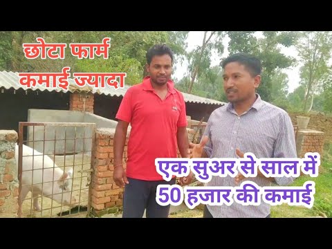 सबसे छोटा सुअर फार्म । एक सुअर से साल में 50 हजार रुपया कमाते है किसान।