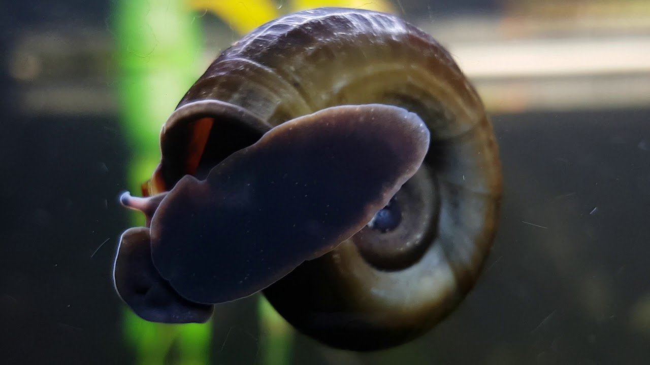 Planorbarius Corneus HD - YouTube