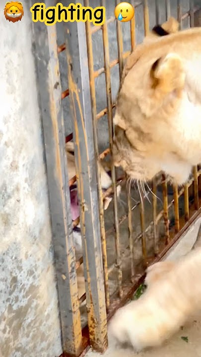 Lions fight’s very dangerous 😱🥲tiger#tigershroff#lion#lionattacks#animalkingdom#zoo#zooanimals🦁🦁 ...