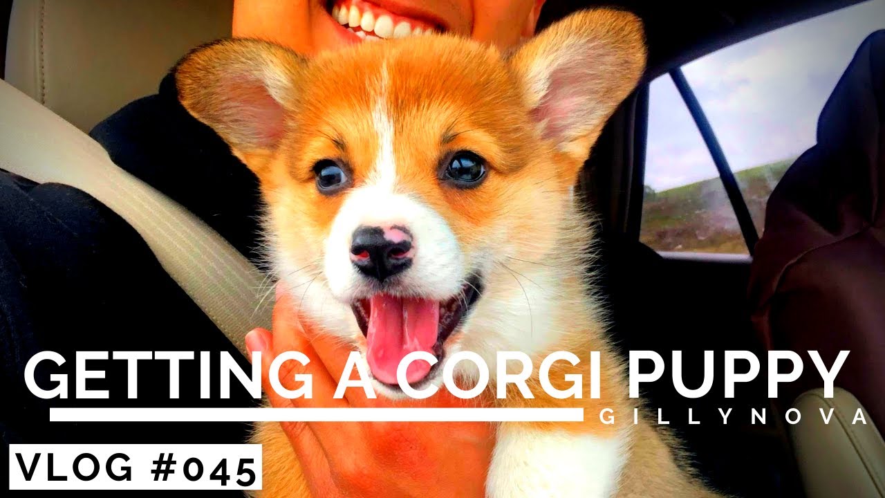 GETTING A CORGI PUPPY?! - YouTube