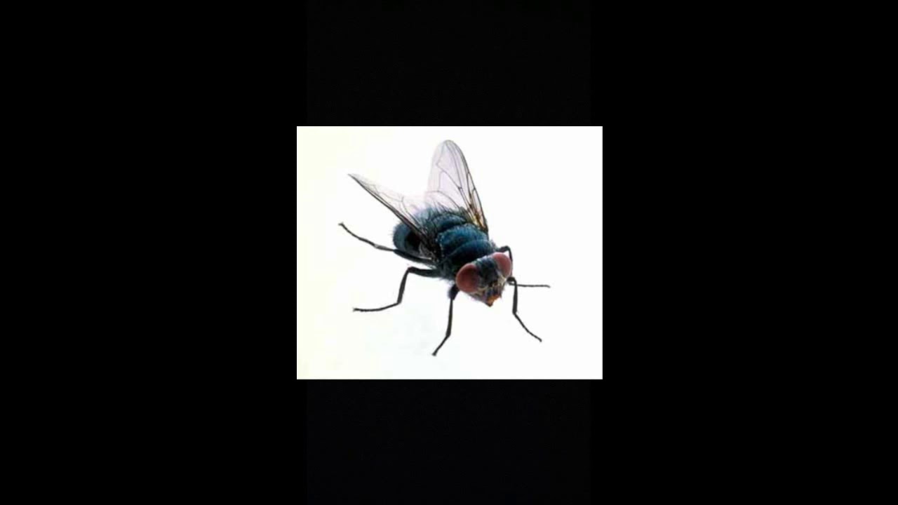 [입체 음향 Stereo sound] 파리 소리 Fly sound - YouTube