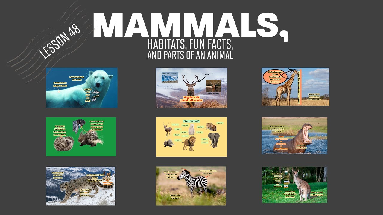 Lesson 48: Mammals / Habitats / Fun Facts / Parts of an Animal - YouTube