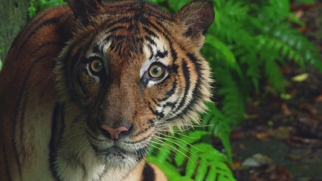 On The Brink of Extinction (Full Version) X WWF Malaysia I Rimau - YouTube