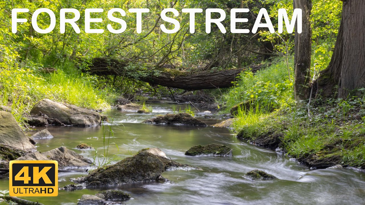Gentle Stream Sounds I Relaxing Nature - 4K Nature - YouTube