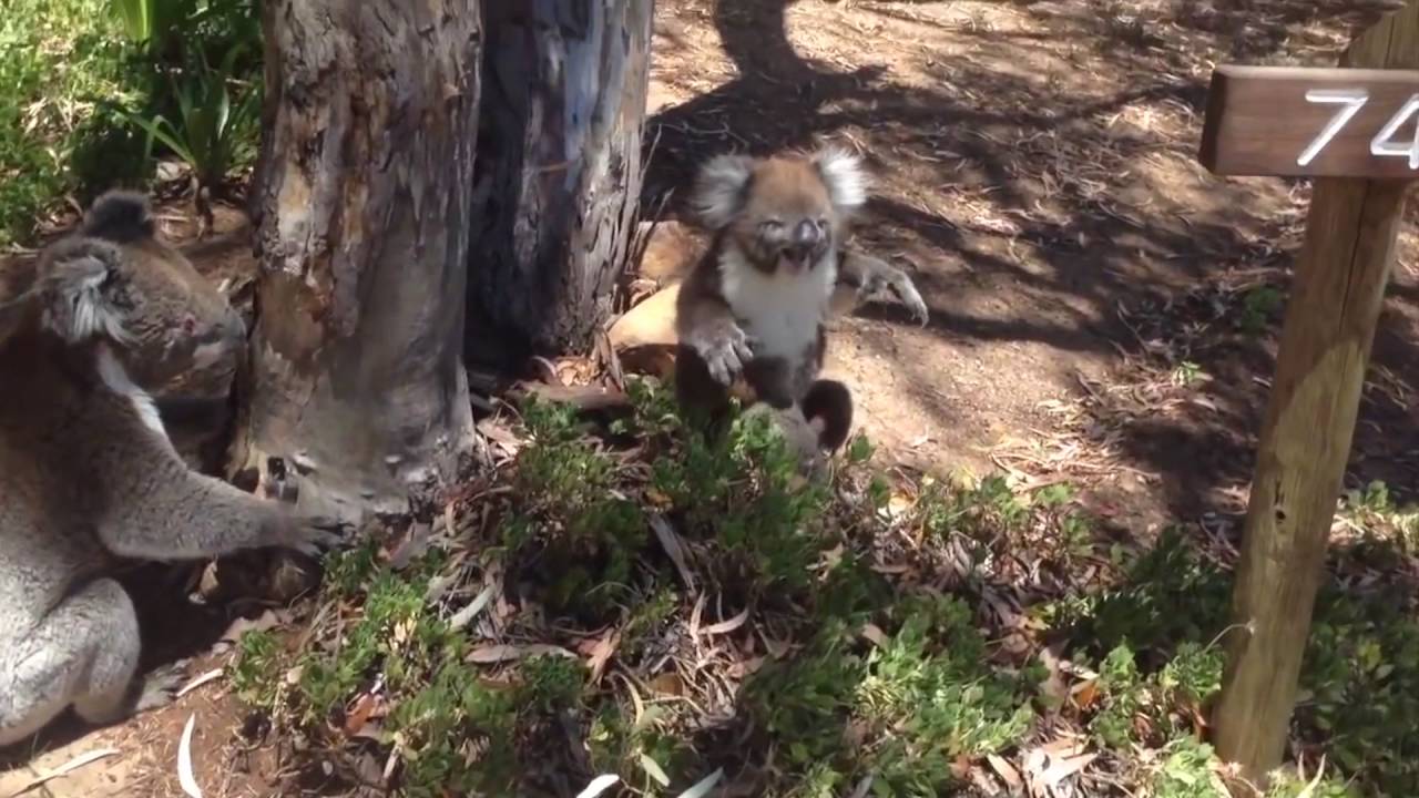 Koalas Fighting (CGI) - YouTube